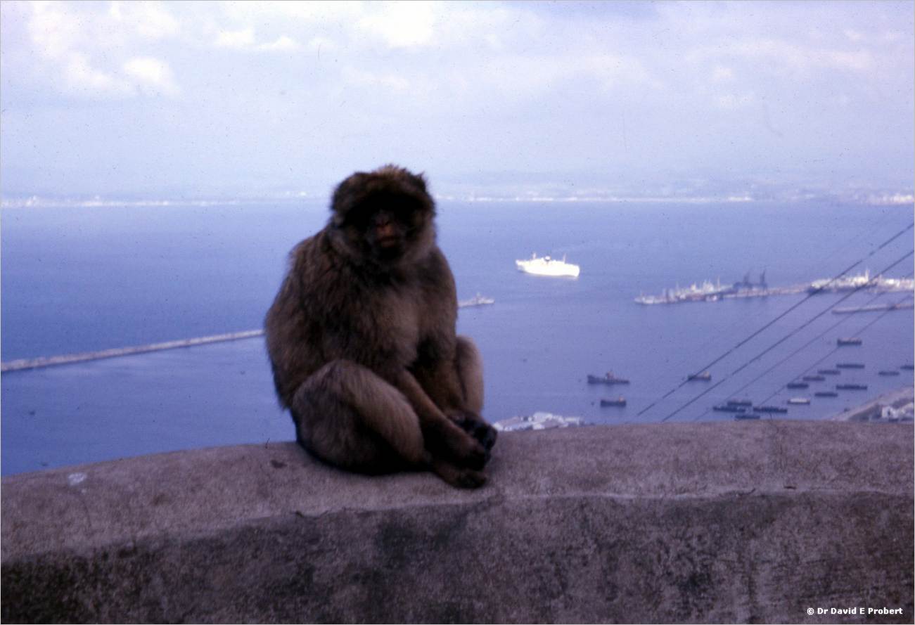 Nevasa - JungleKey.in Image